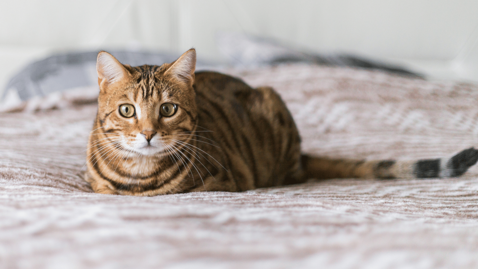 Understanding Functional Mobility In Dogs And Cats With Arthritis ...