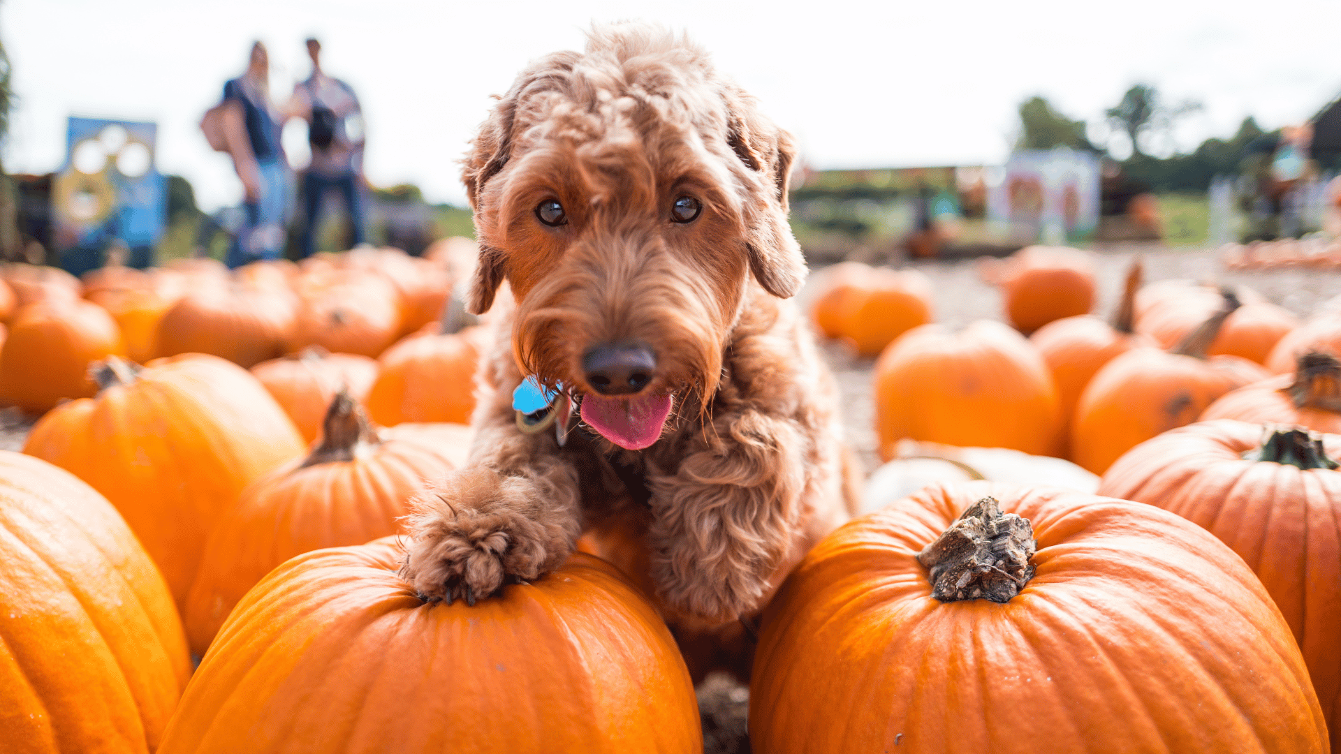 How To Have A Spooktacular And Safe Halloween With Your Pet | Markham ...